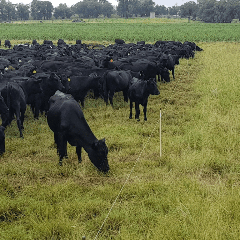 Strip Grazing and Paddocking Solutions Using Electric Fences in Kenya ...